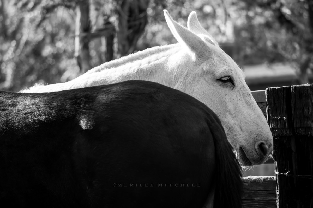 White Mule | The Gravel Ghost