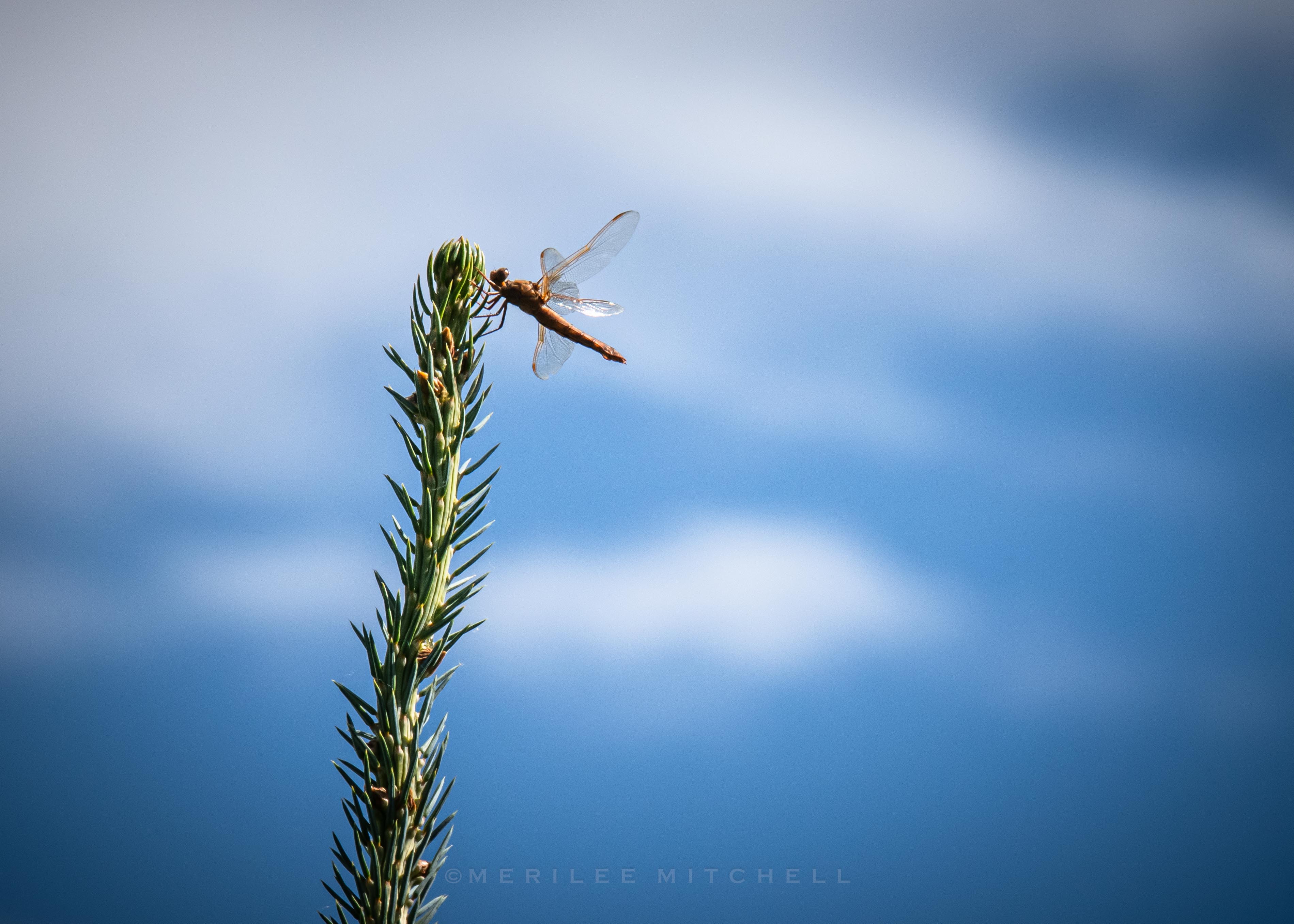 Dragonfly | The Gravel Ghost