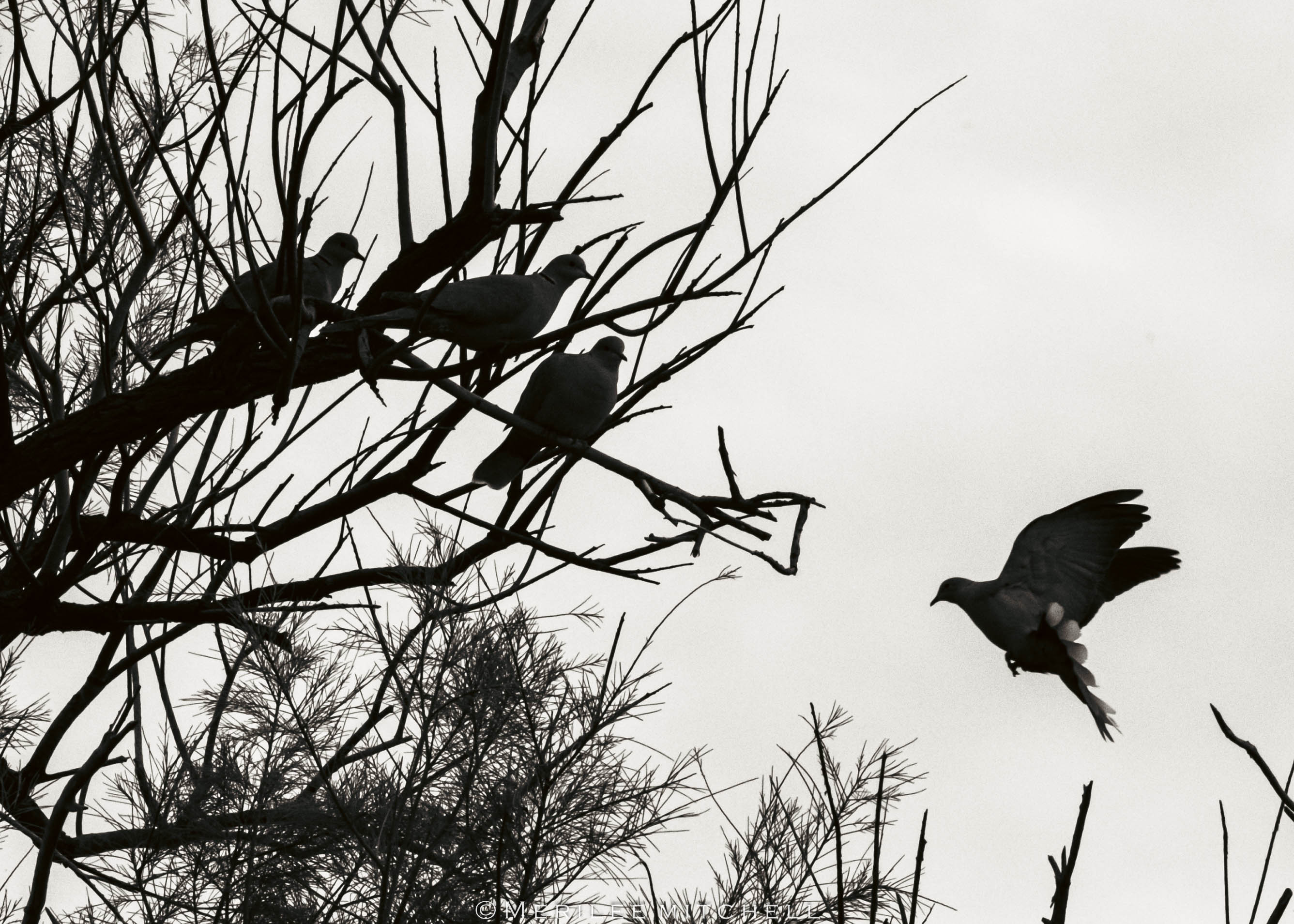 Doves in Salt Cedar - The Gravel Ghost
